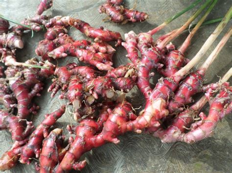 Cara Menanam dan Budidaya Jahe Merah dalam Karung atau Polybag - Ragam Informasi