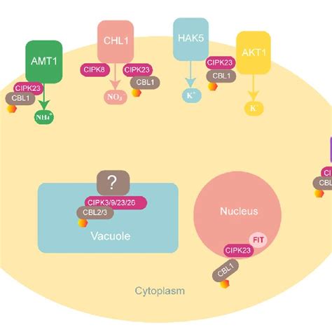 Cbl Cipk Complexes Involved In Ion Homeostasis Nh 4 Homeostasis Is Download Scientific