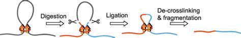 Proximity Ligation Chromatin Are Crosslinked To Preserve Interactions Download Scientific