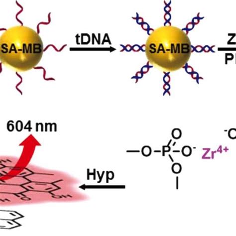Schematic Diagram Of This Dna Sensing Strategy Download Scientific Diagram