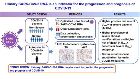 Urinary SARS CoV 2 RNA Is A Prognosticat DayBreakWeekly UK