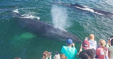 7 Seas Whale Watch Whale Watches In Gloucester Ma
