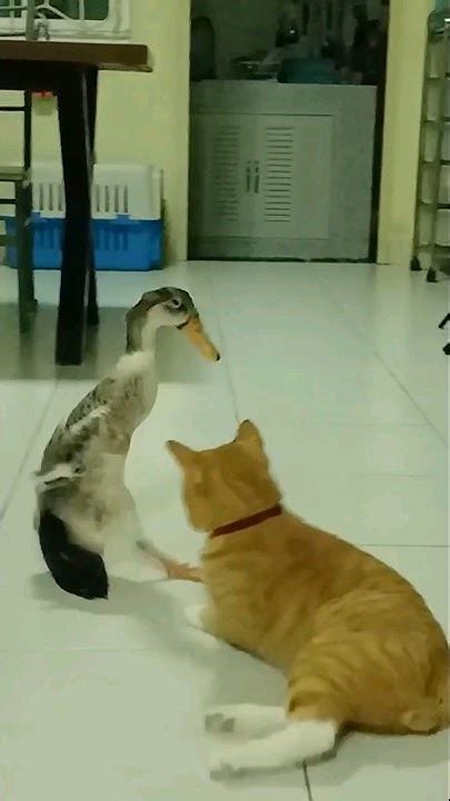duck vs cat fighting 🤣 youtube