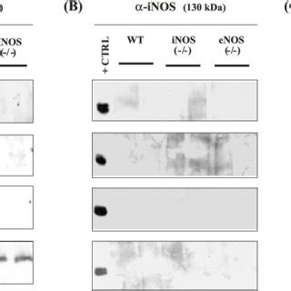 Western Blot Protein Analysis Of Homogenate Of Various Organs Derived Download Scientific