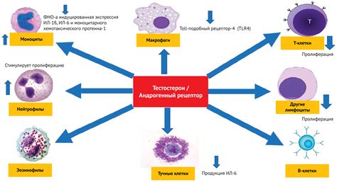 Многоликий тестостерон физиологические эффекты