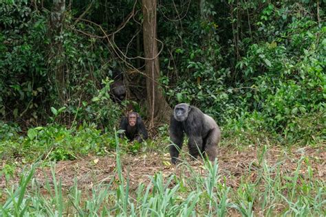 Sivapithecus Bilder Durchsuchen 131 Archivfotos Vektorgrafiken Und