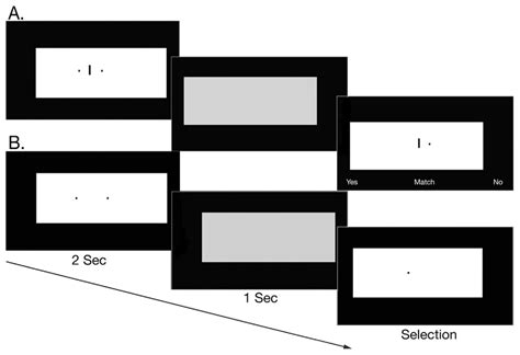 Sample Allocentric Working Memory A And Egocentric Working Memory B Download Scientific
