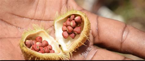 Negocios De La Biodiversidad Ppd Colombia