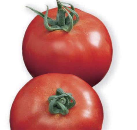 Tomato Primo Red | Sweet Valley by Jolly Farmer