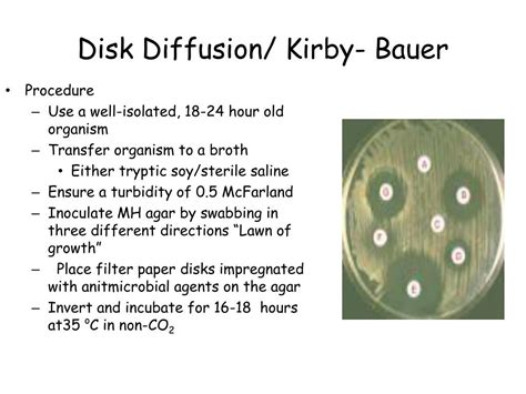 Disk Diffusion Kirby Bauer Method At Michael Purdy Blog