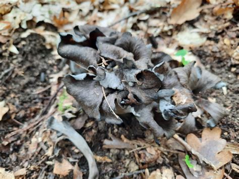 Лисичка черная (Craterellus cornucopioides) фото и описание