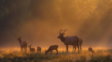 Estes Park Animals