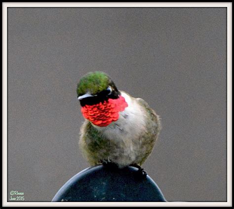 Ruby Throated Hummingbird Identification All About Birds Cornell Lab Of