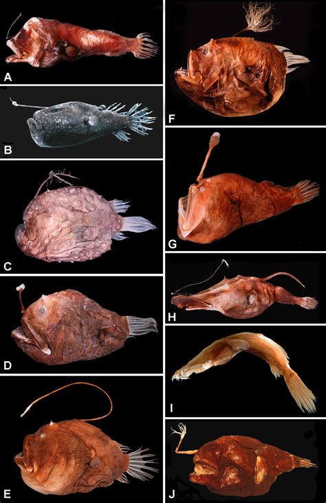 Humpback Anglerfish Male