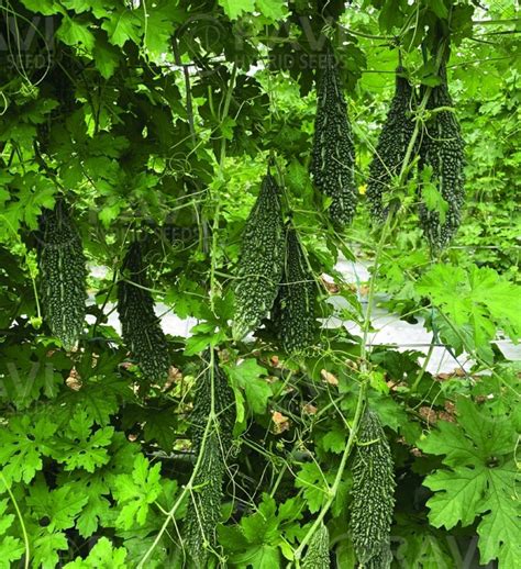 Gomathi 6974 Ravi Hybrid Seeds