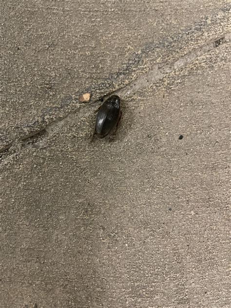 Large Black Beetle Vancouver Bc Canada Rwhatsthisbug