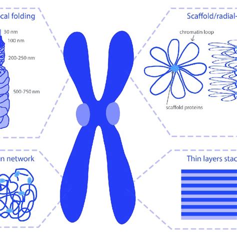 Pdf Novel Insights Into Mitotic Chromosome Condensation