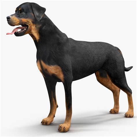 로트 와일러 리지드 3d 모델 127 Max Free3d