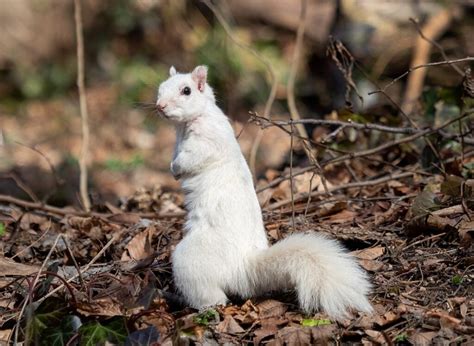 White Squirrel Symbolism Top 9 Meanings Give Me History