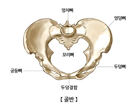 골반 Pelvis 인체정보 의료정보 건강정보 서울아산병원