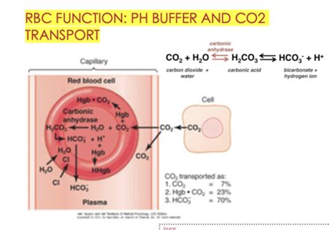 Physio 2 Exam 1 RBC WBC S And Plasma Flashcards Quizlet