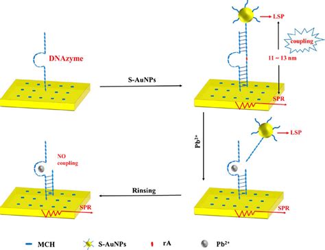 Detection Strategy Of The Pb 2 Sensor Based On Dnazyme And Spr With Download Scientific