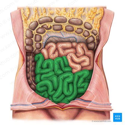 Small Intestine Anatomy Location And Function Kenhub