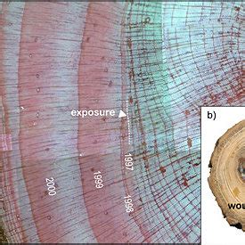 Dating Of Spruce Root Exposure By Erosion On A Thin Section B Healed Download Scientific