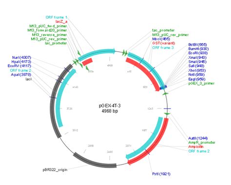 Pgex 4t 3 载体及菌株库 产品中心 奥诺基因 Honorgene 基因研究资源提供商