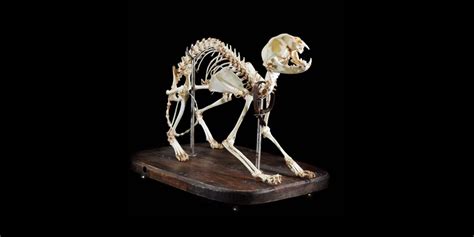 Cat Skeleton Articulation Class With Curator Ryan Matthew Cohn — The