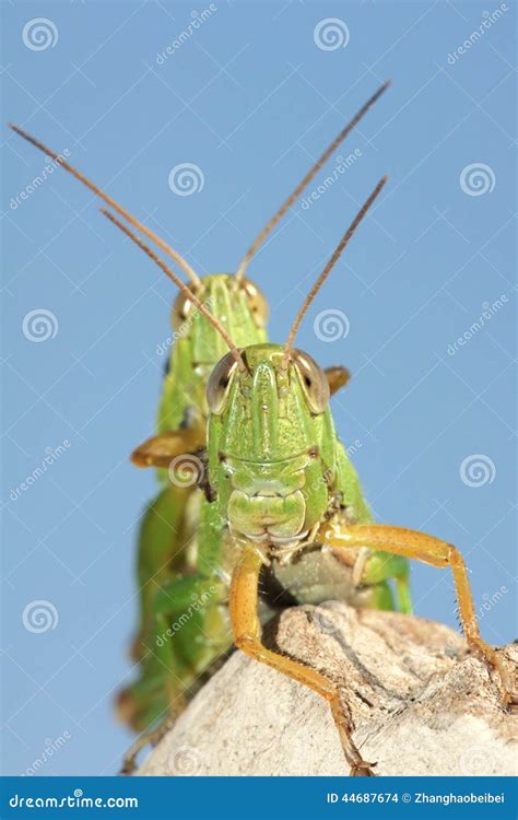 Mating Locust Stock Photo Image Of Locust Closeup Bugs