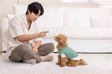 내가 강아지에게 엄격한 이유 부모에게 배운 ‘양육 방식 때문일 수도 내가 강아지에게 엄격한 이유 부모에게 배운 ‘양육 방식 때문일 수도