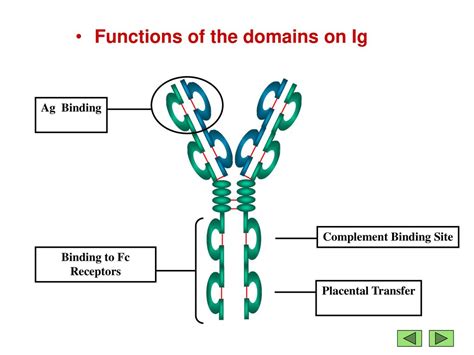 Immunoglobulins Structure And Classification Ppt Download