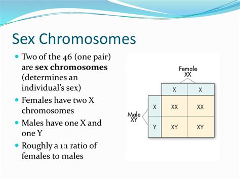 chapter 14 human inheritance ppt download