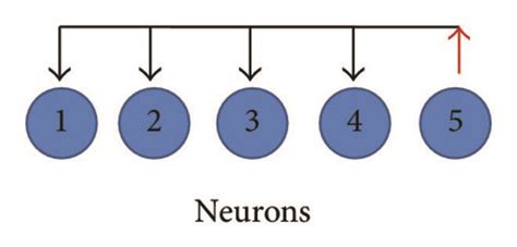 Neuronal Interconnection Schemes A Schemes Based On Neuronal