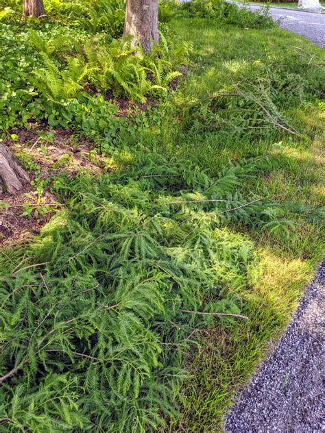 Pruning The Bald Cypress The Martha Stewart Blog