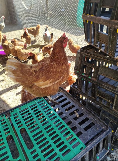 Казанлък Купува Продава Налични кокошки носачки за яйца правим доставки из цялата страна до