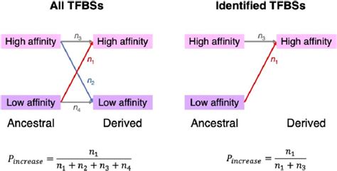 Schematic Illustration Of The Ascertainment Bias In The Selection Test
