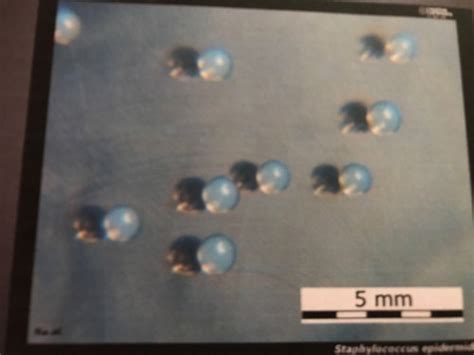 Lab Practical One Flashcards Quizlet