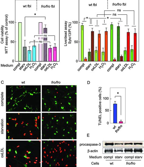 Resistance Of Fro Fro Fibroblasts To Apoptosis Induced By Serum Download Scientific Diagram