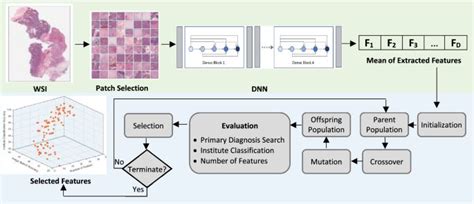 Bias Reduction In Representation Of Histopathology Images Using Deep