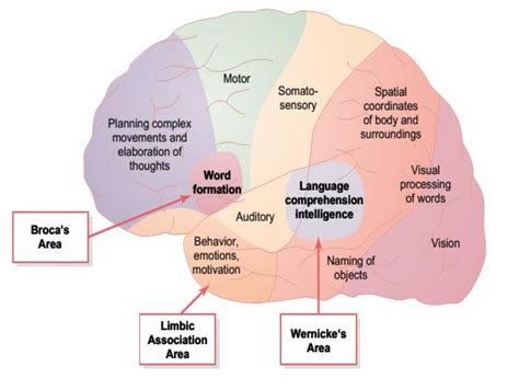 Cerebral Cortex 18 April 2016pdf