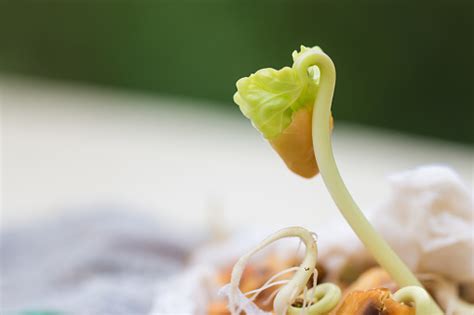 정원에서 농업비옥 한 토양에 성장 하는 젊은 식물 종자 비즈니스 리더십을 위한 새로운 개발의 개념과 미래에 강한 나무에 대한 스톡 사진 및 기타 이미지 Istock