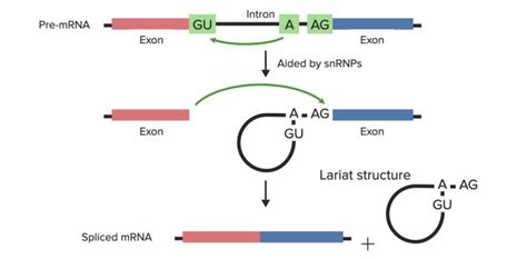Post Transcriptional Modifications RNA Processing Concise Medical Knowledge
