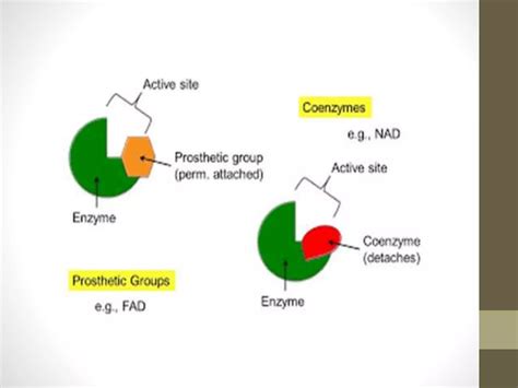 Protein Classification And Its Properties Pptx