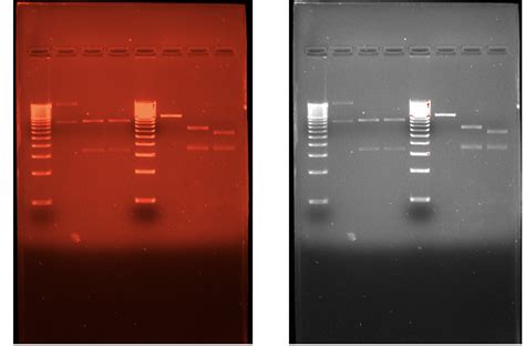 solved how can we analyze this gel agarose