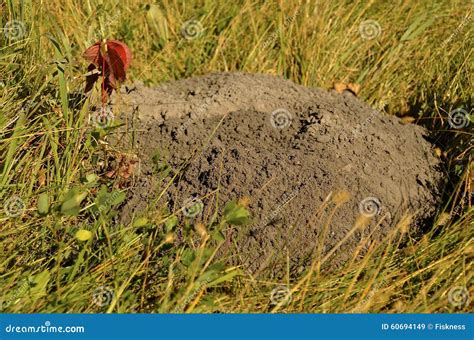 Pocket Gopher Mound Stock Image Image Of Tunneling Lone 60694149
