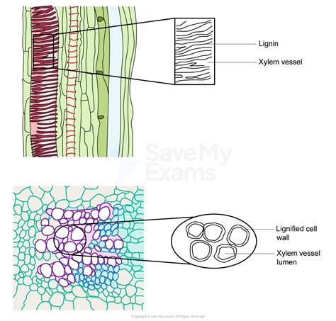 Xylem Vessels Elements Cambridge Cie As Biology Revision Notes 2023