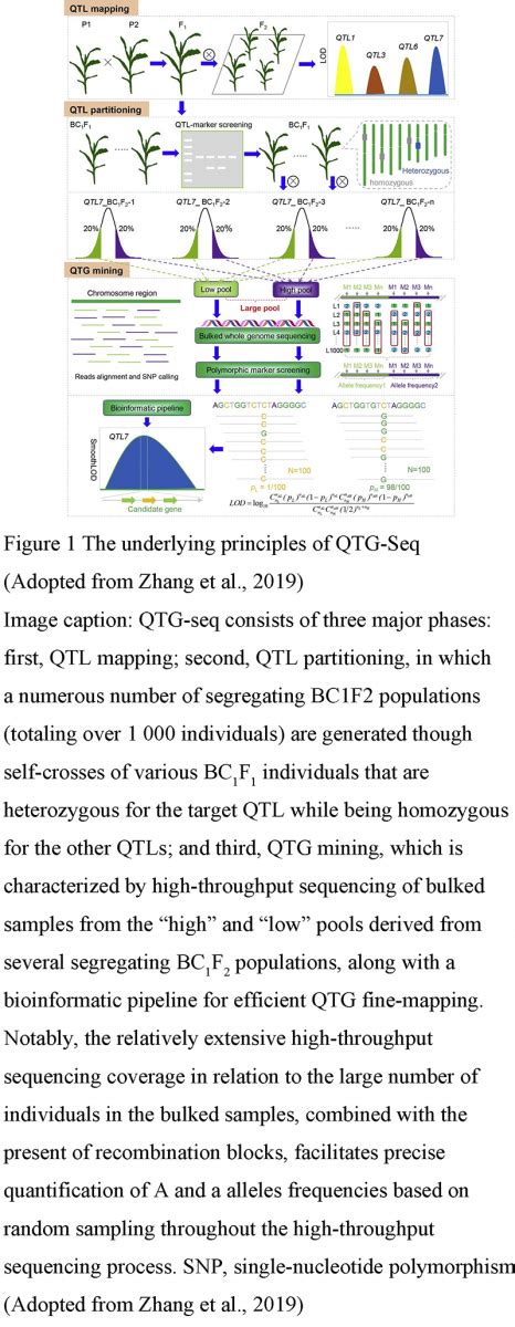Integrating Qtl Mapping And Genomic Selection In Eucommia Ulmoides Breeding Wang 1 Molecular