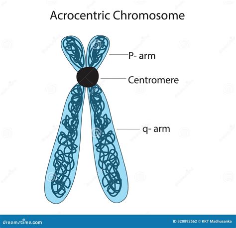 Metacentric Chromosome Anatomy Cartoon Vector 321048463